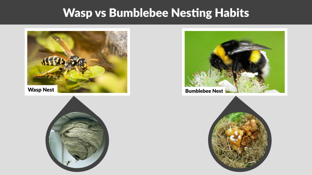 Wasp vs Bumblebee: 7 Key Differences Between Them