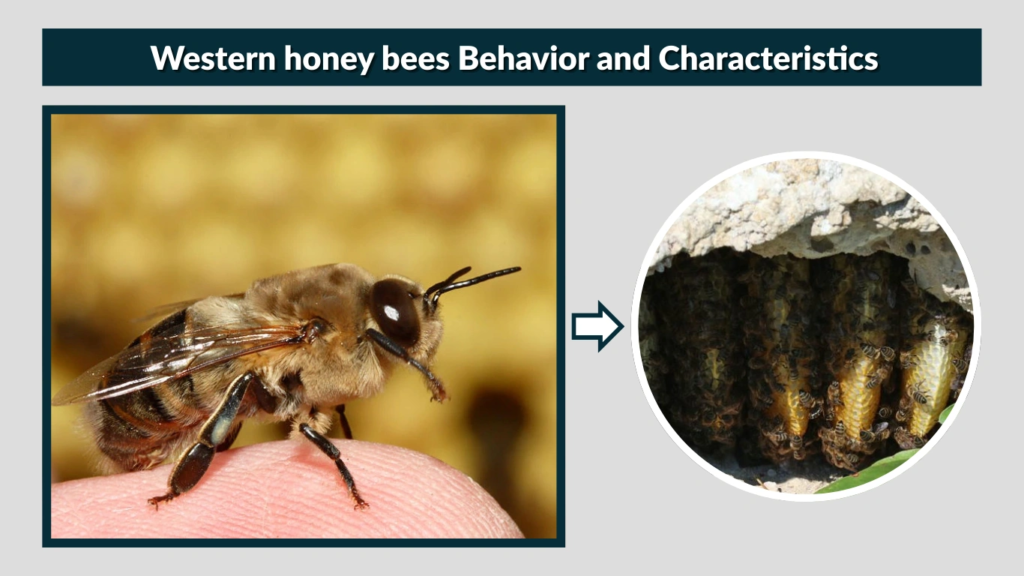 Western Honey Bee (Apis mellifera): Facts, Life Cycle & Habitat