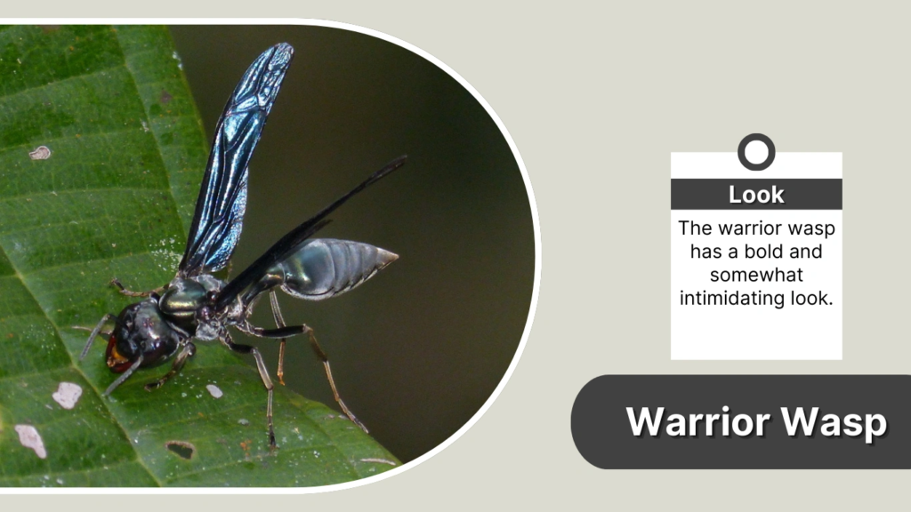 Warrior Wasp: Identification, Sting, Habitat and Dangers