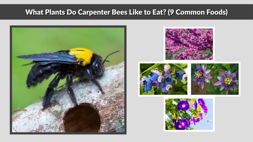 What Do Carpenter Bees Eat? 9 Common Foods They Love