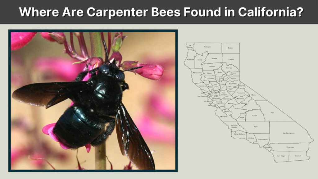 California Carpenter Bee: Facts, Identification, and Behavior