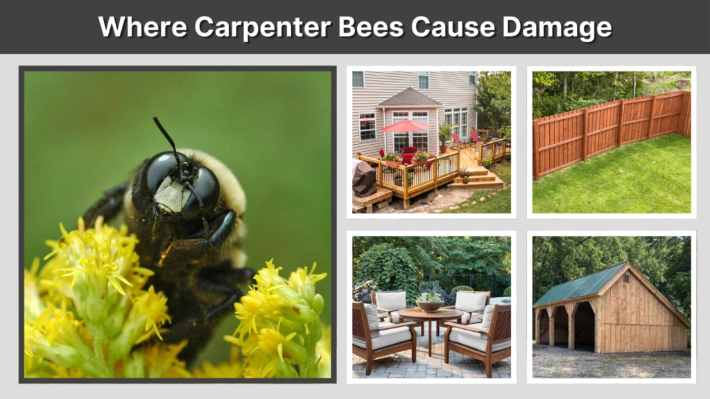 Carpenter Bee Damage: Identification, Prevention, and Repair