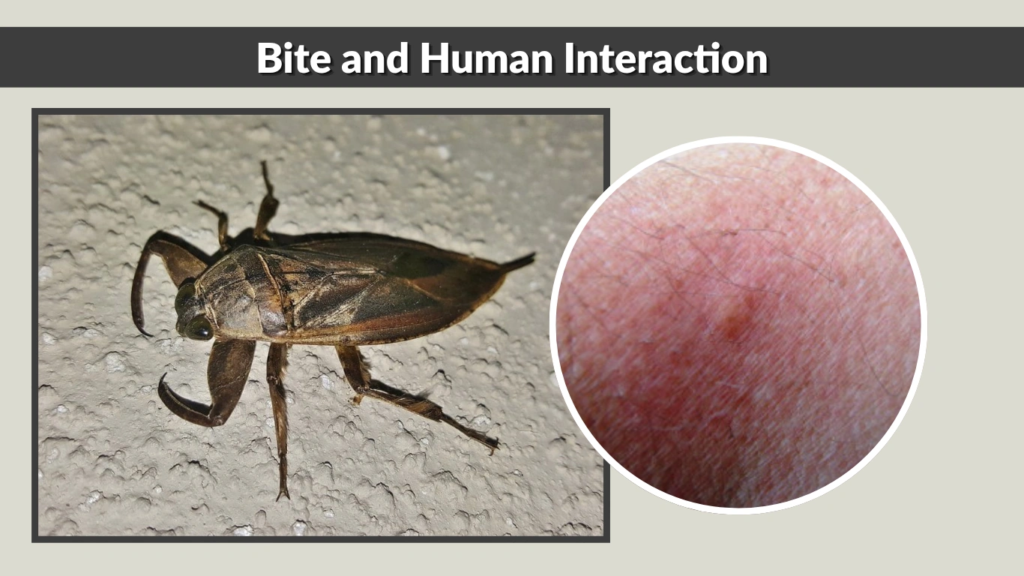 Giant Water Bug: Facts, Bite, Habitat, and Flight Behavior