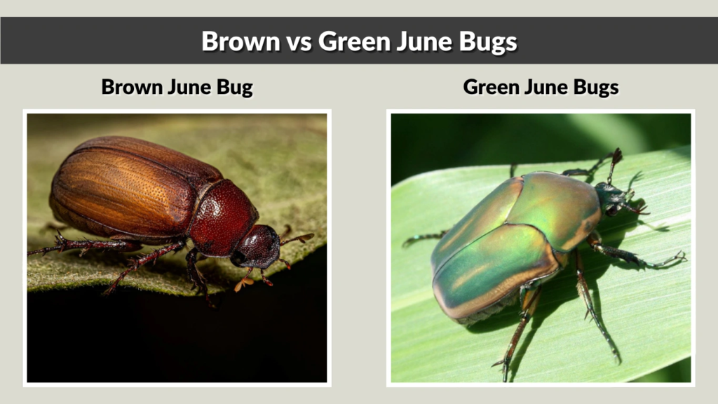 June Bug vs Other Insects: Identification and Key Differences