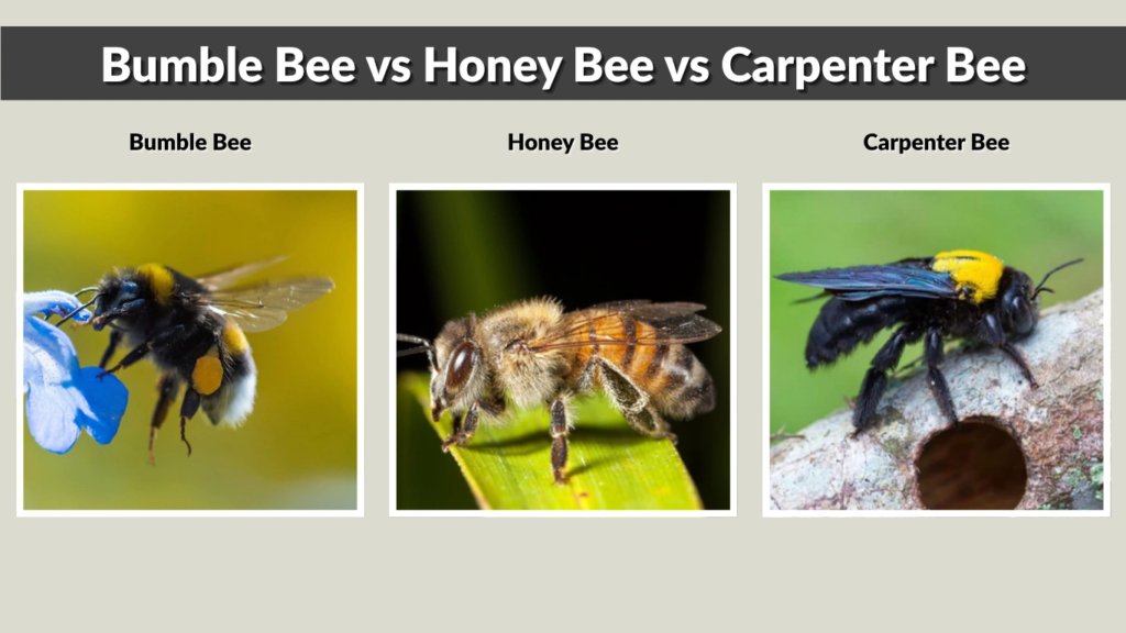 Do Bumble Bees Make Honey? Bumble Bee vs Honey Bee