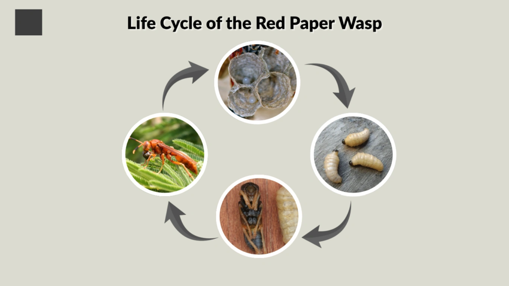 Red Paper Wasp: Identification, Behavior, Sting, and Control