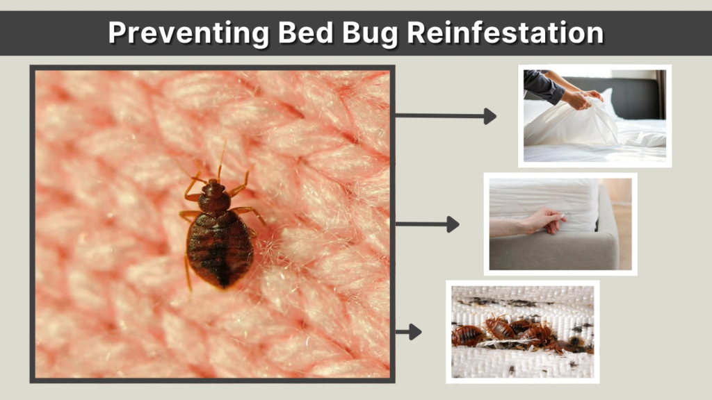 Bed Bug Eggs: Identification, Removal, and Prevention Guide
