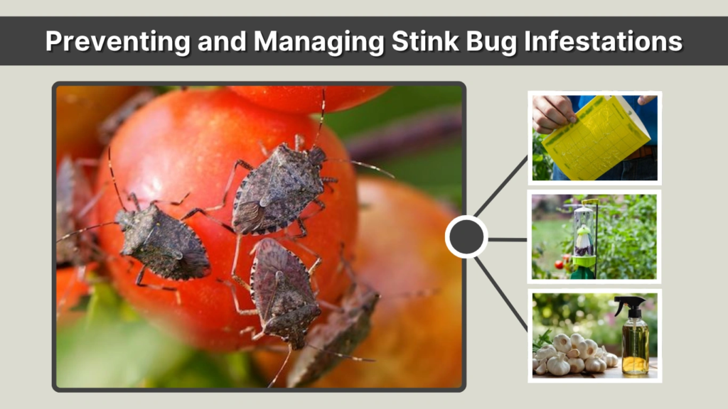Stink Bugs on Tomatoes: Identification, Damage, and Natural Control