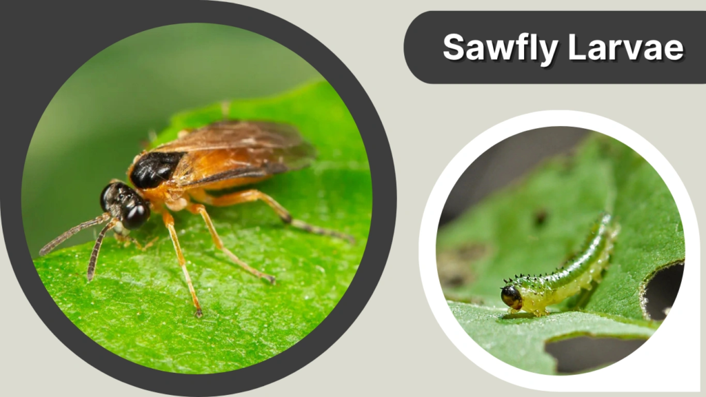 Sawfly Insect: Size, Color, Sting, Damage, Egg, and More