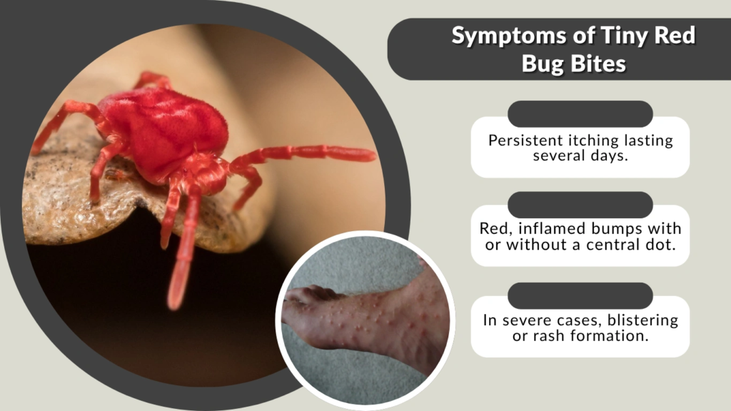 Tiny Red Bugs That Bite: Identification, Symptoms, and Removal Guide