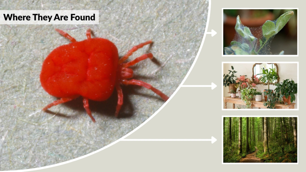 Tiny Red Bugs That Bite: Identification, Symptoms, and Removal Guide