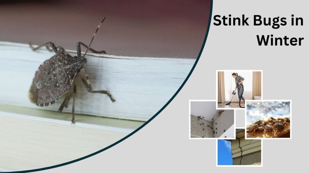 Stink Bugs in Winter: Survival, Habits, and Prevention