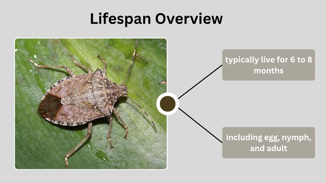 Stink Bug Lifespan and Habitat: How and Where They Live
