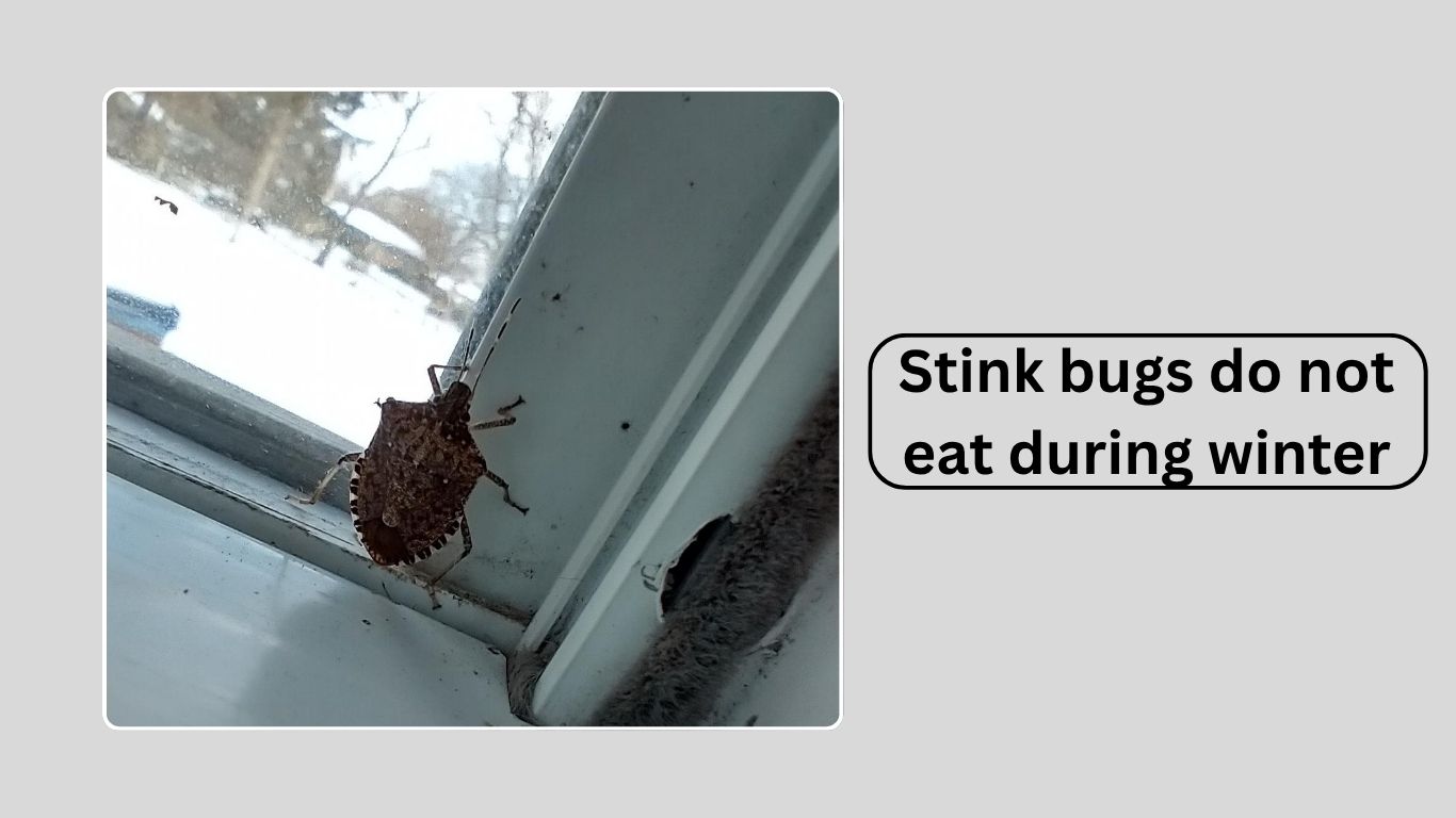 Stink Bugs in Winter: Survival, Habits, and Prevention
