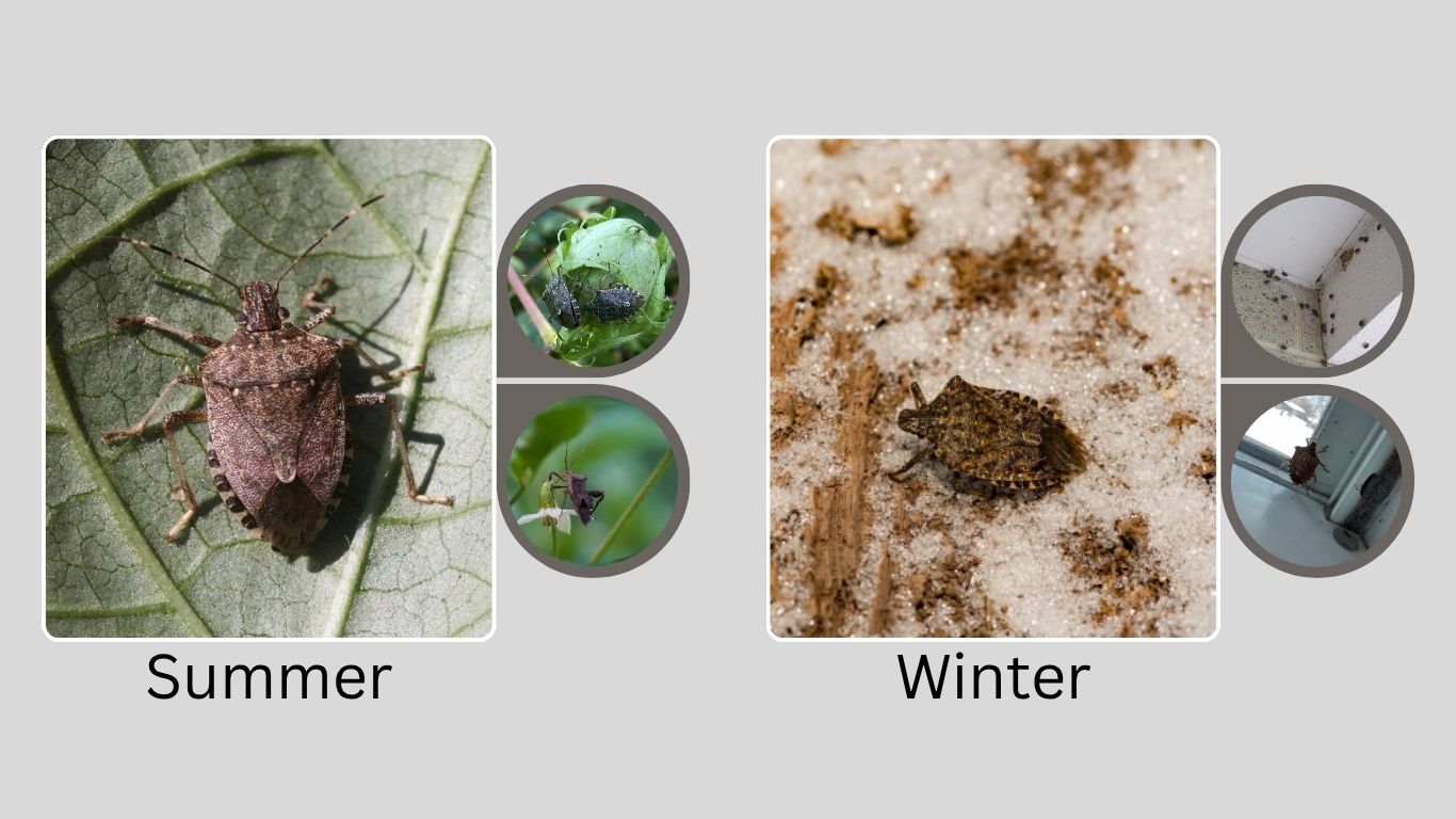 Stink Bug Lifespan and Habitat: How and Where They Live