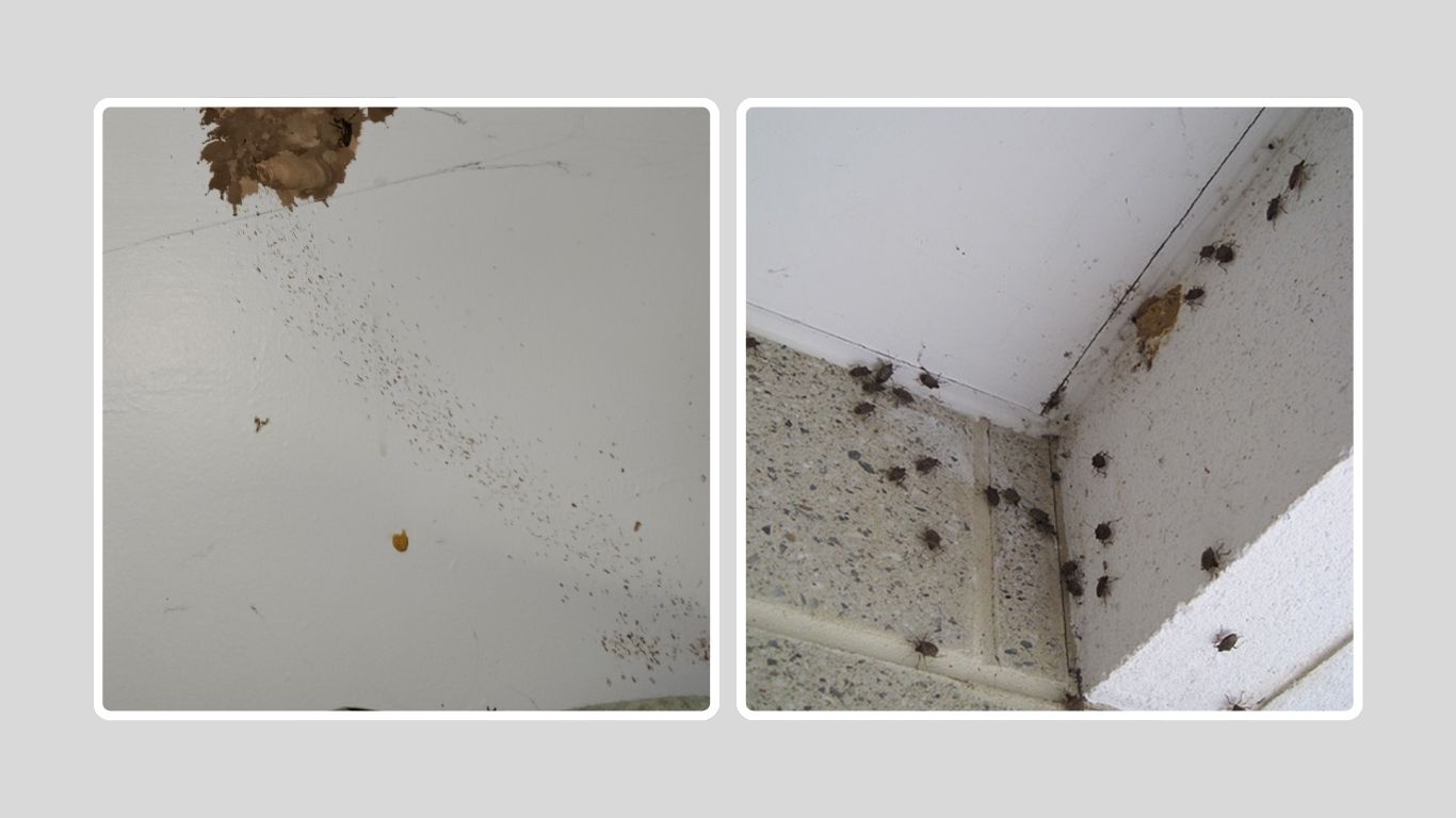 Stink Bugs in Winter: Survival, Habits, and Prevention