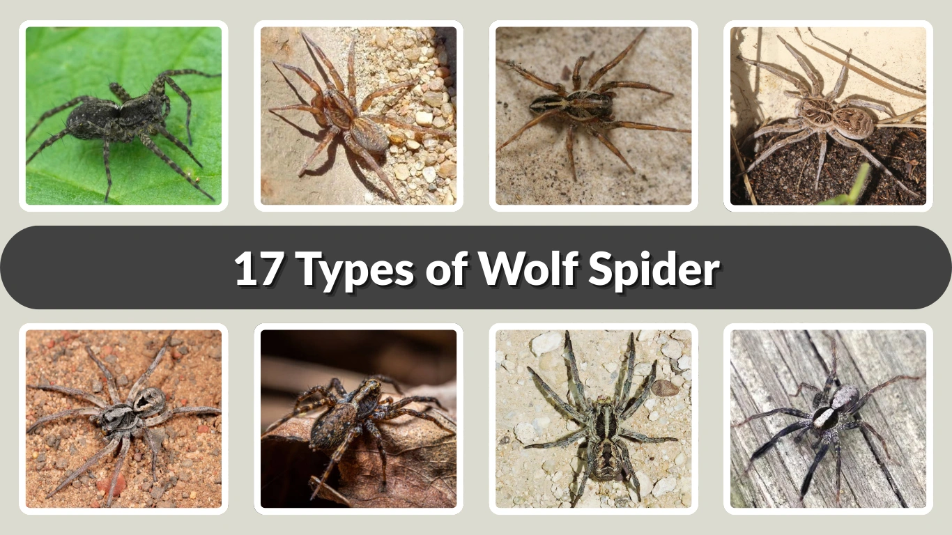 17 Types of Wolf Spider: Size, Color, Habitat (ID & Pictures)