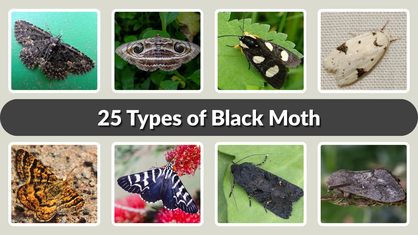 25 Types of Black Moth: Identification with Pictures