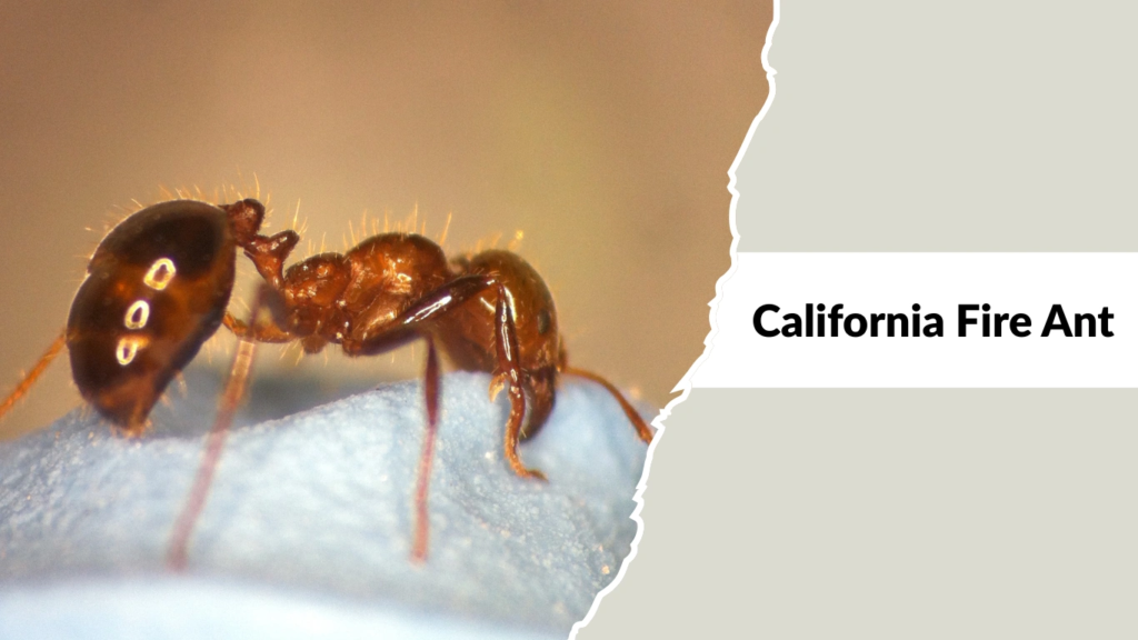 7 Common Types of Fire Ant: Species Identification with Pictures