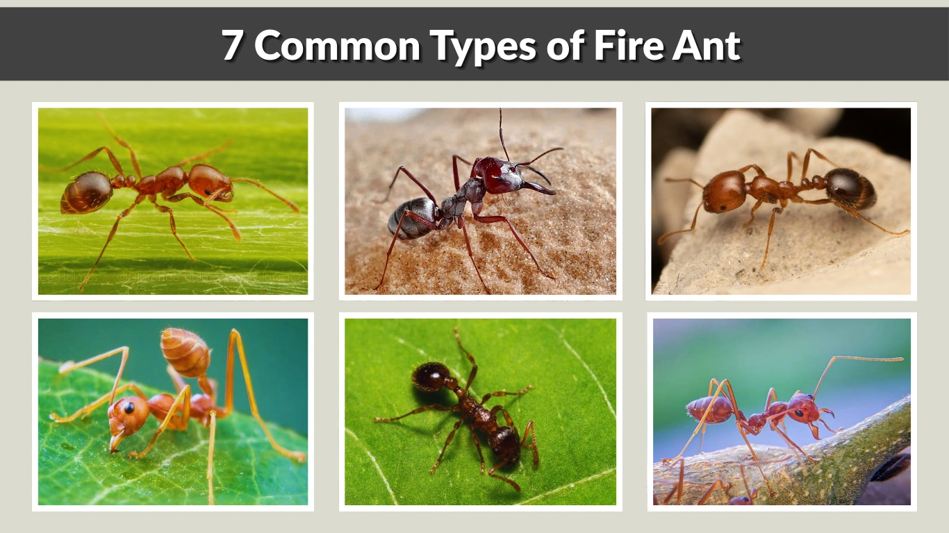 7 Common Types of Fire Ant: Species Identification with Pictures