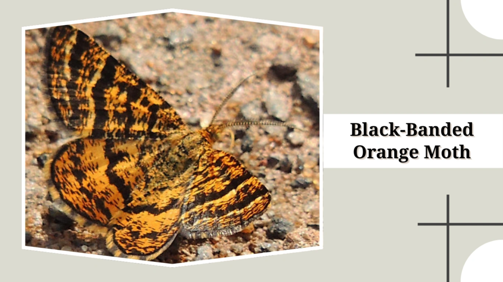 25 Types of Black Moth: Identification with Pictures