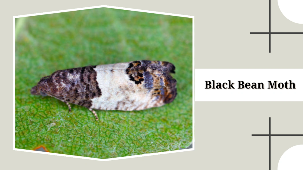 25 Types of Black Moth: Identification with Pictures