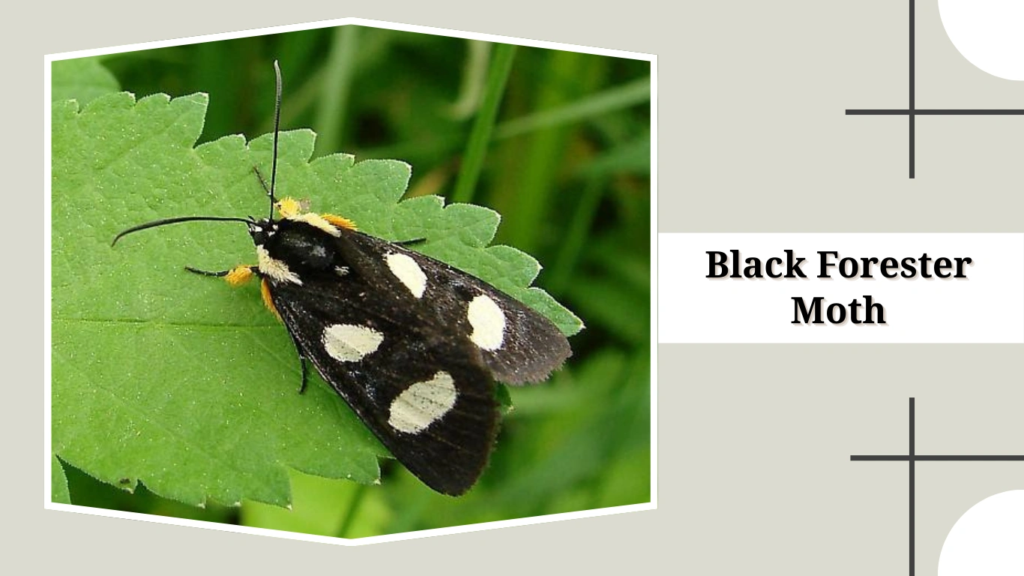 25 Types of Black Moth: Identification with Pictures