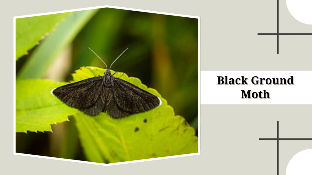 25 Types of Black Moth: Identification with Pictures