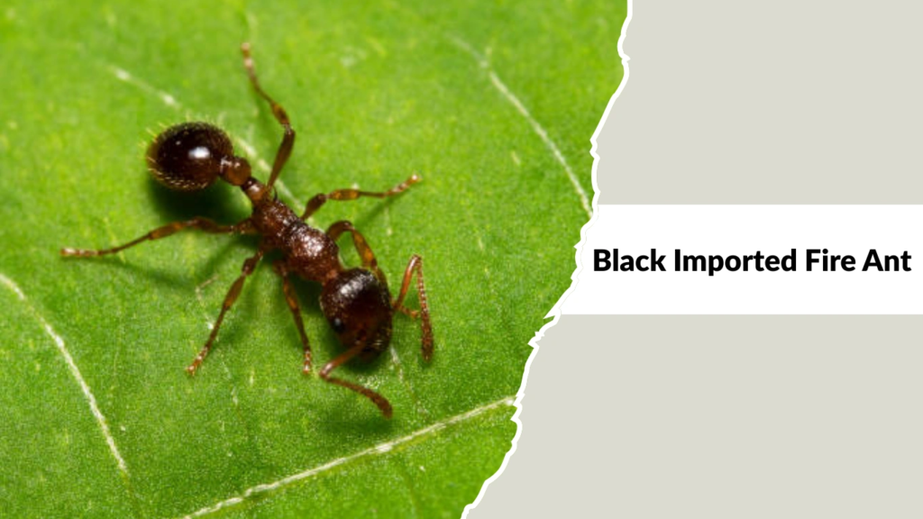 7 Common Types of Fire Ant: Species Identification with Pictures