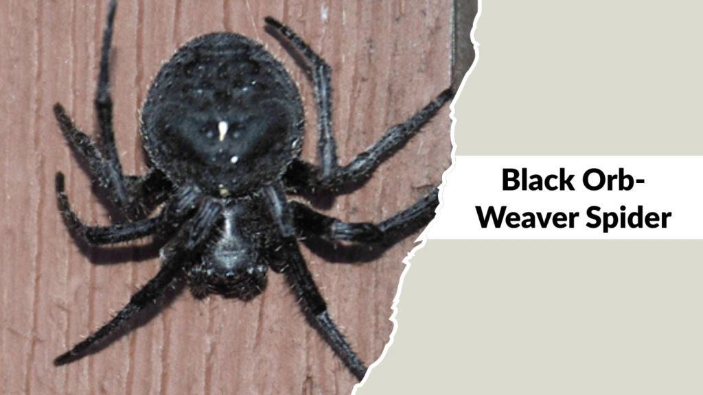 25 Common Types of Black Spider: Identification with Picture