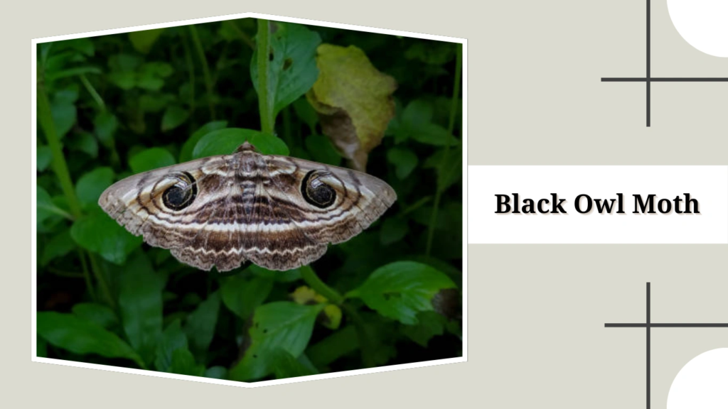 25 Types of Black Moth: Identification with Pictures