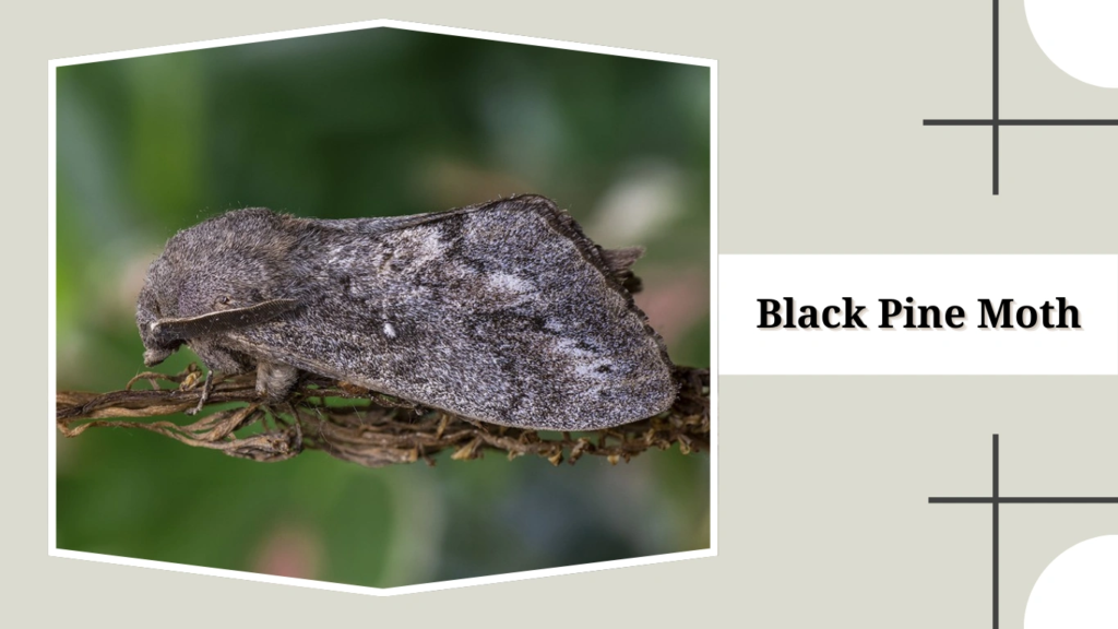 25 Types of Black Moth: Identification with Pictures