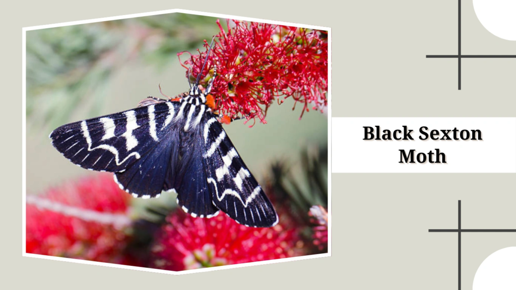 25 Types of Black Moth: Identification with Pictures