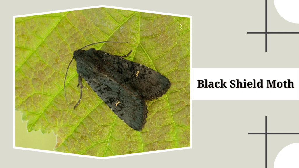 25 Types of Black Moth: Identification with Pictures