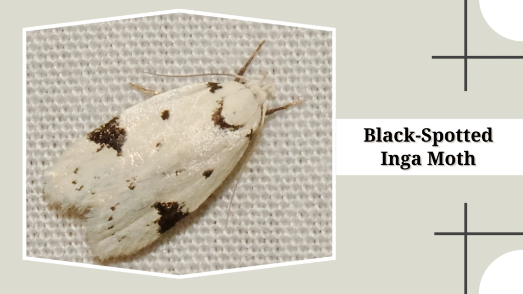 25 Types of Black Moth: Identification with Pictures