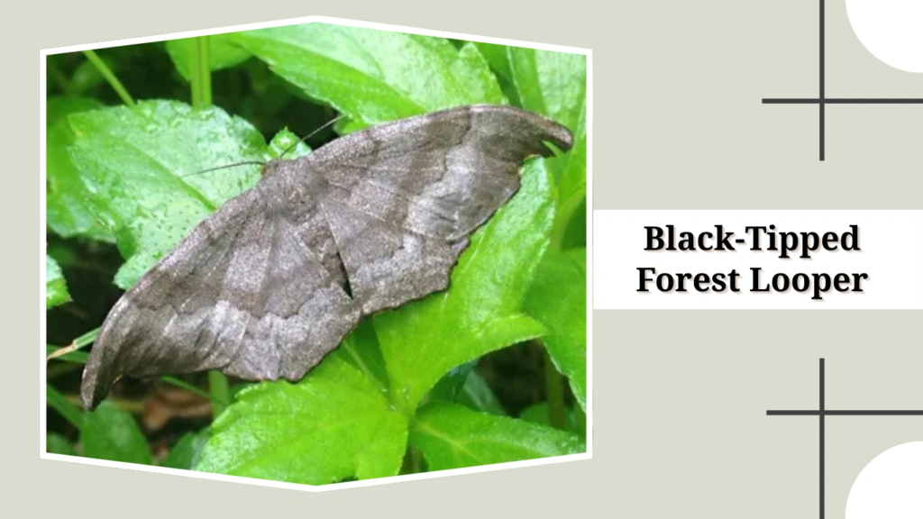 25 Types of Black Moth: Identification with Pictures