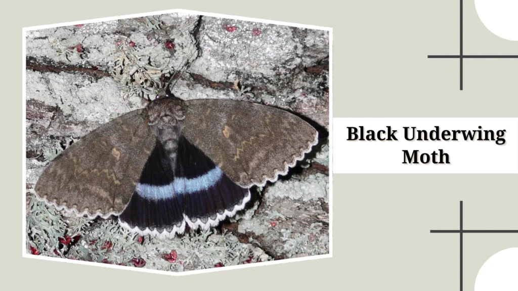 25 Types of Black Moth: Identification with Pictures