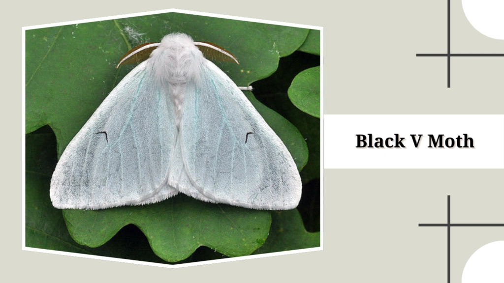 25 Types of Black Moth: Identification with Pictures