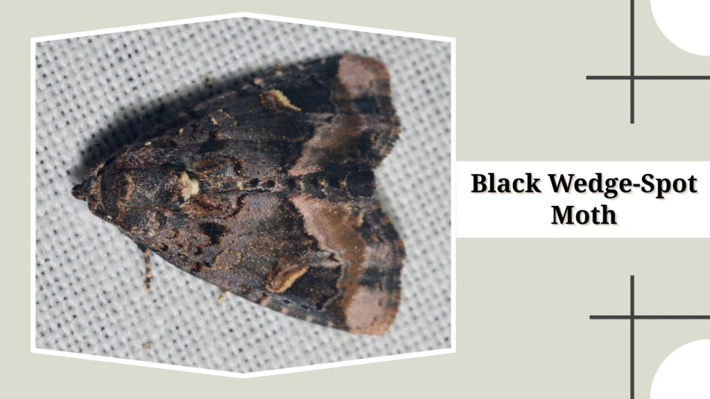 25 Types of Black Moth: Identification with Pictures