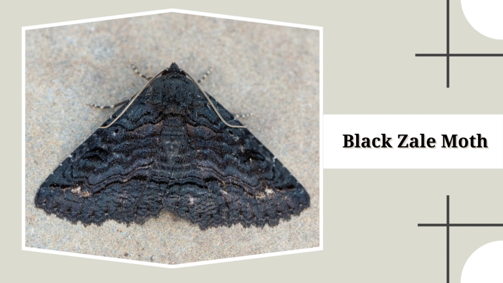 25 Types of Black Moth: Identification with Pictures