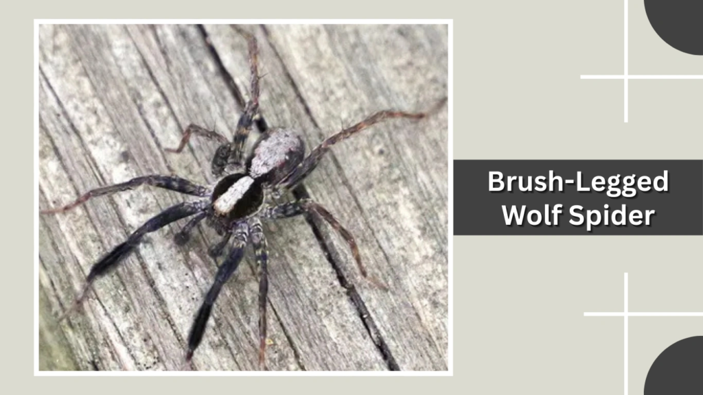 17 Types of Wolf Spider: Size, Color, Habitat (ID & Pictures)