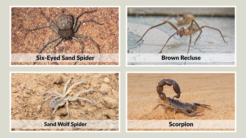 Six-Eyed Sand Spider: Bite, Venom, Size & Facts