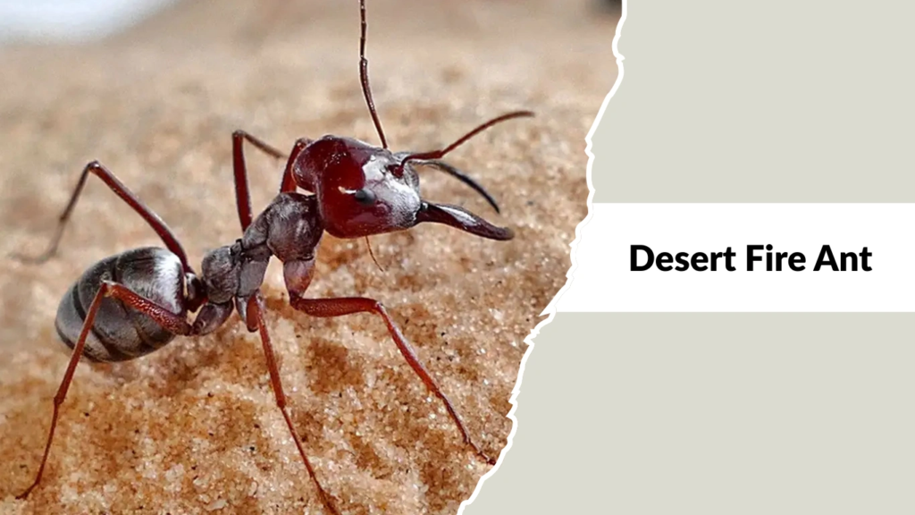 7 Common Types of Fire Ant: Species Identification with Pictures