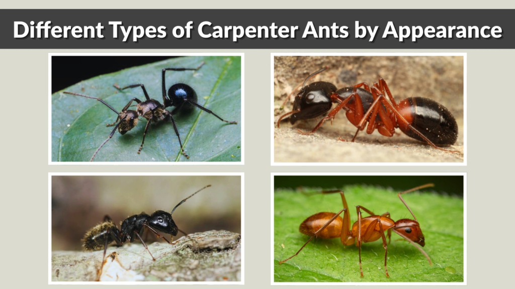 What Do Carpenter Ants Look Like? Complete Identification Guide