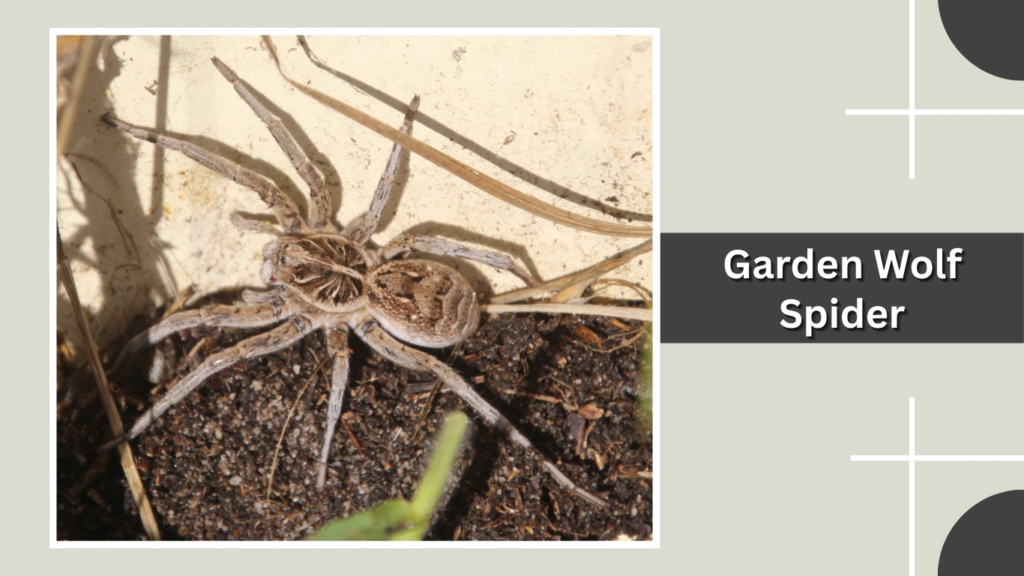 17 Types of Wolf Spider: Size, Color, Habitat (ID & Pictures)