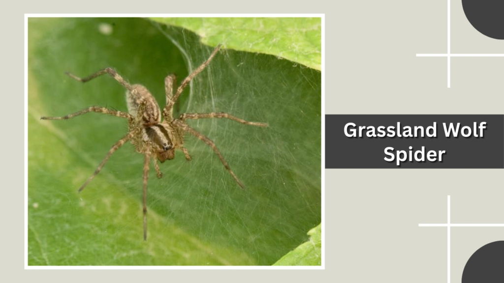 17 Types of Wolf Spider: Size, Color, Habitat (ID & Pictures)