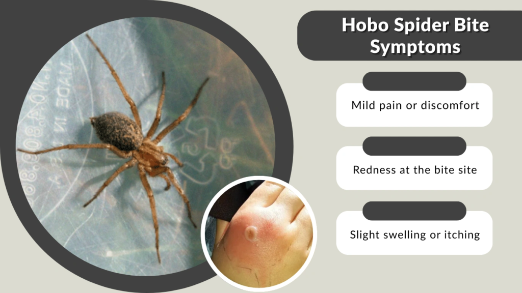 Hobo Spider: Identification, Size, Bite, and Facts
