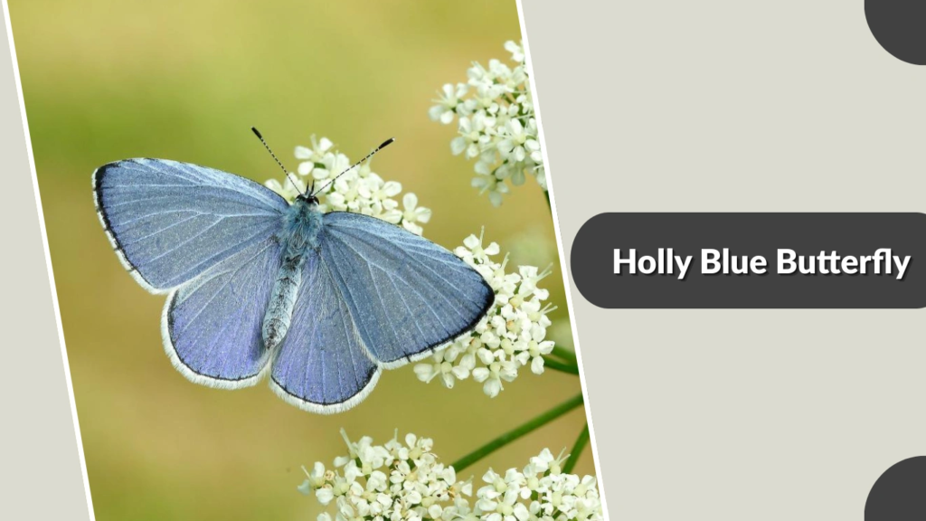 20 Types of Small Butterflies: Identification With Pictures