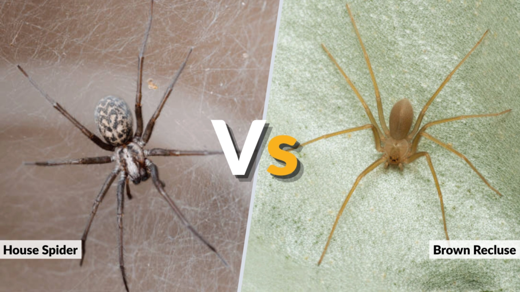 Brown Recluse Vs House Spider