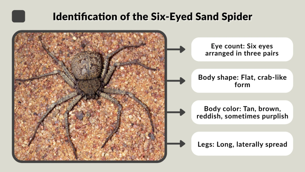 Six-Eyed Sand Spider: Bite, Venom, Size & Facts